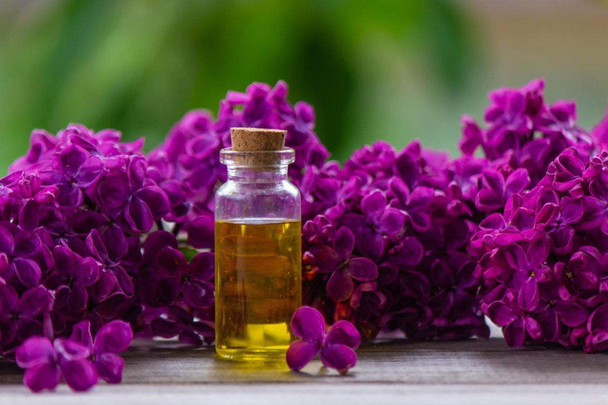 Geranium Essential Oil Benefits and Uses