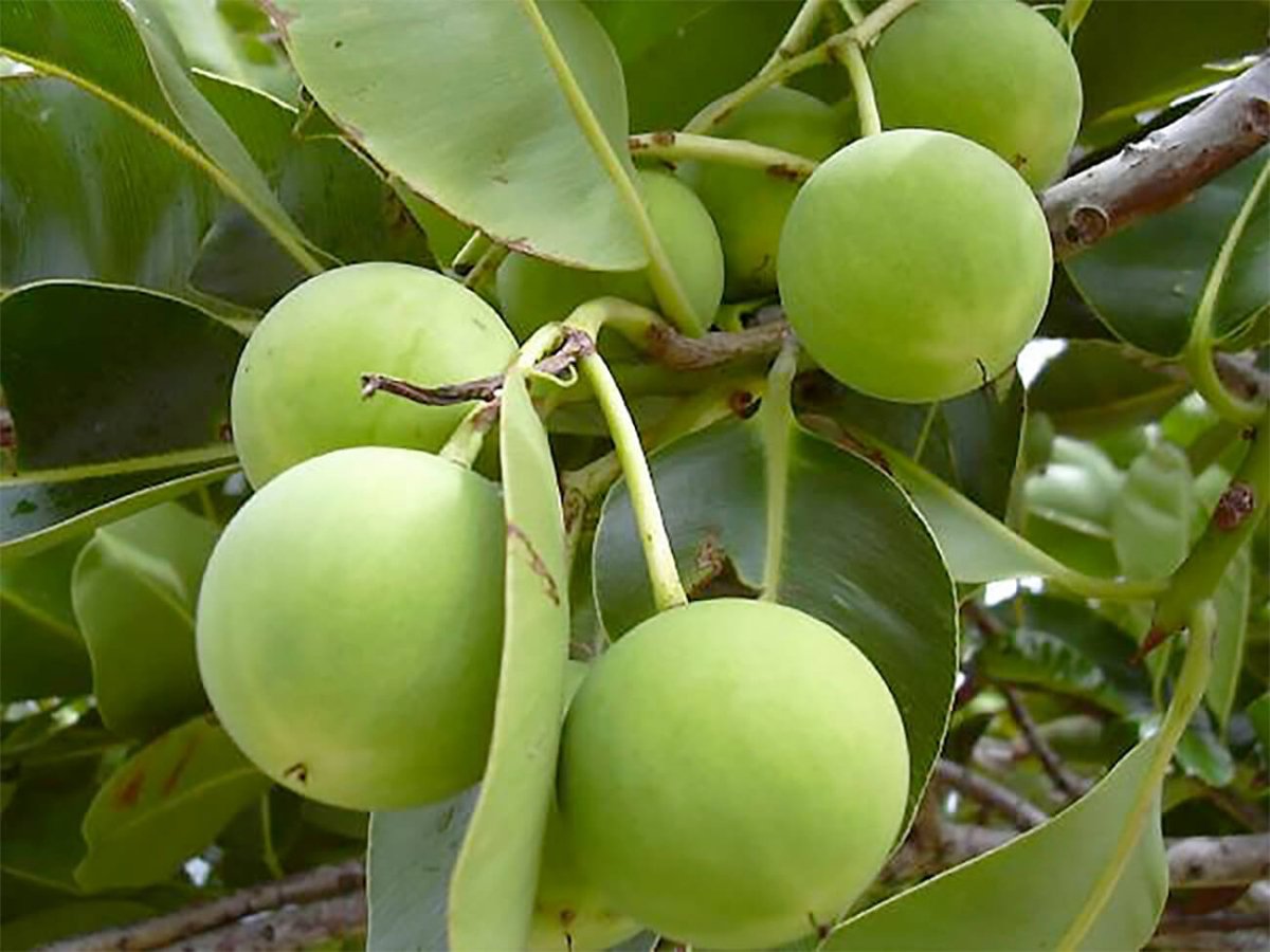 Top 5 Reasons to Love Using Tamanu Oil